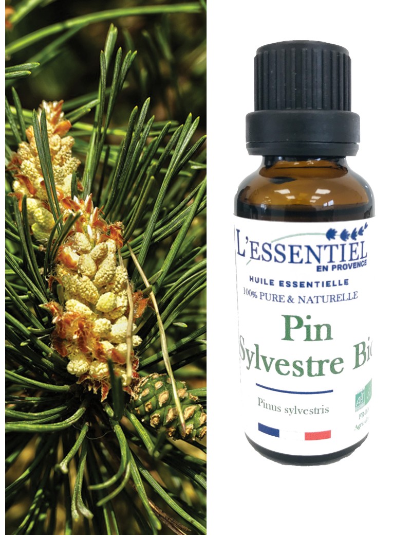 Huile essentielle de Pin Sylvestre Bio - L'essentiel en Provence